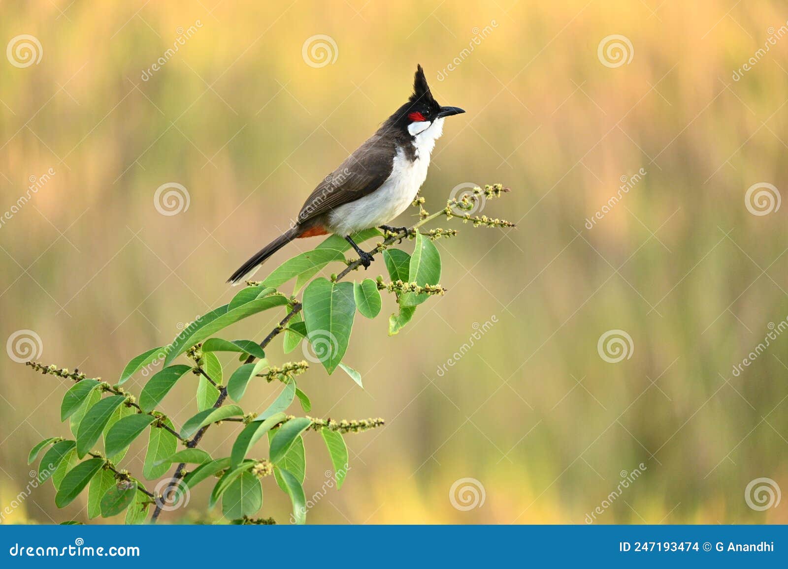 Bulbul stock photo. Image of bulbul, bird, wildlife - 247193474