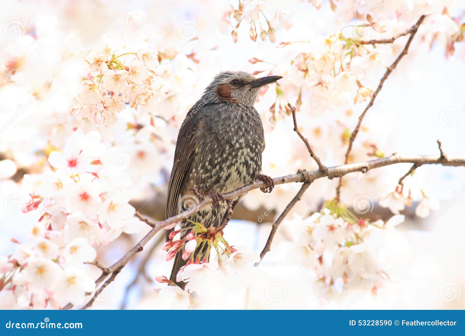Bulbul Brown-Eared fotografia stock. Immagine di uccello - 53228590