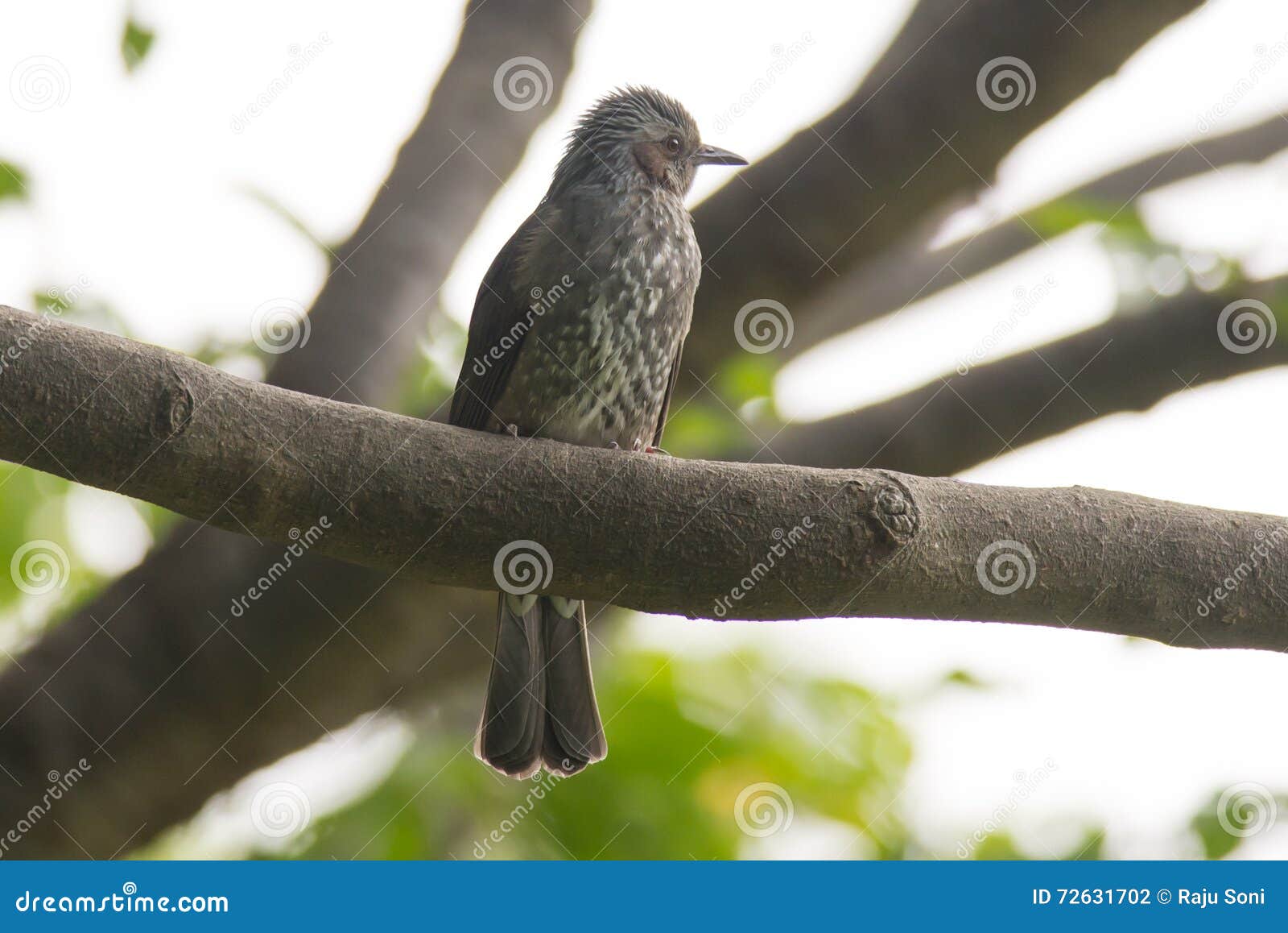 Bulbul Brown-eared (Hypsipetes Amaurotic) Fotografia Stock - Immagine ...