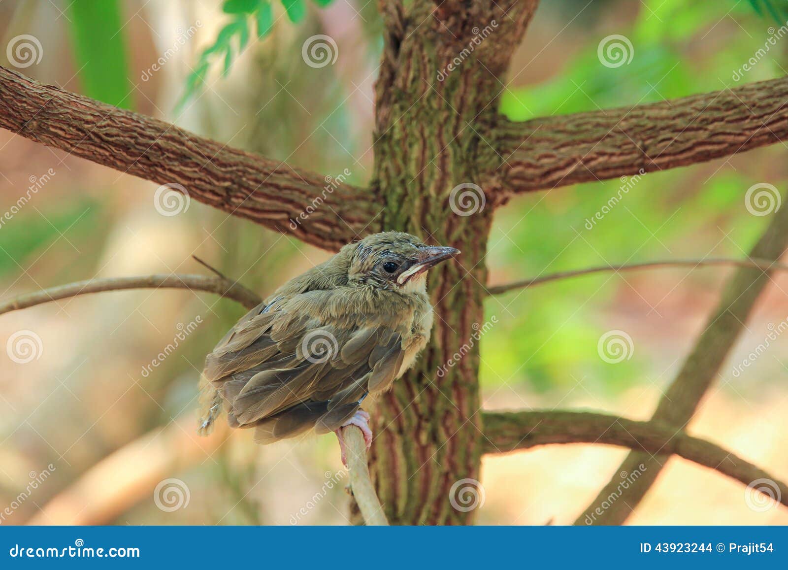 Bulbul chick stock photo. Image of chicken, natural, gentle - 43923244
