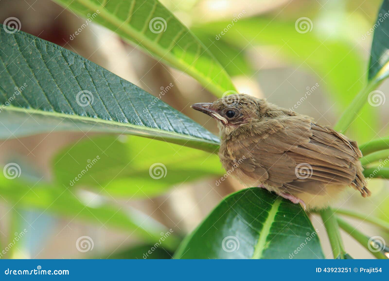Bulbul chick stock image. Image of squab, feather, gentle - 43923251
