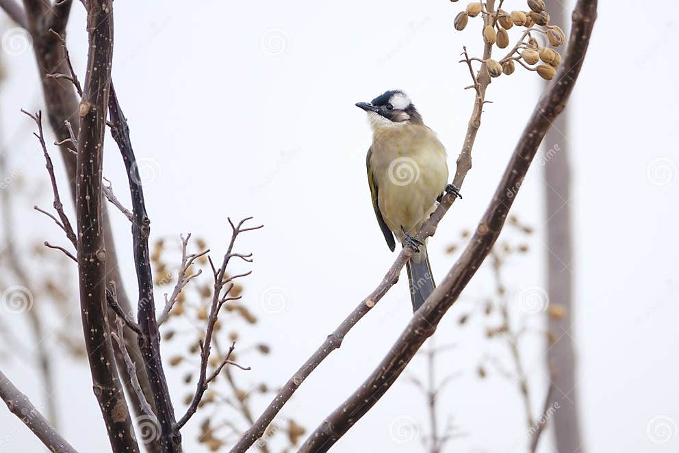 Bulbul Luz-exalado imagem de stock. Imagem de oferta - 135335989