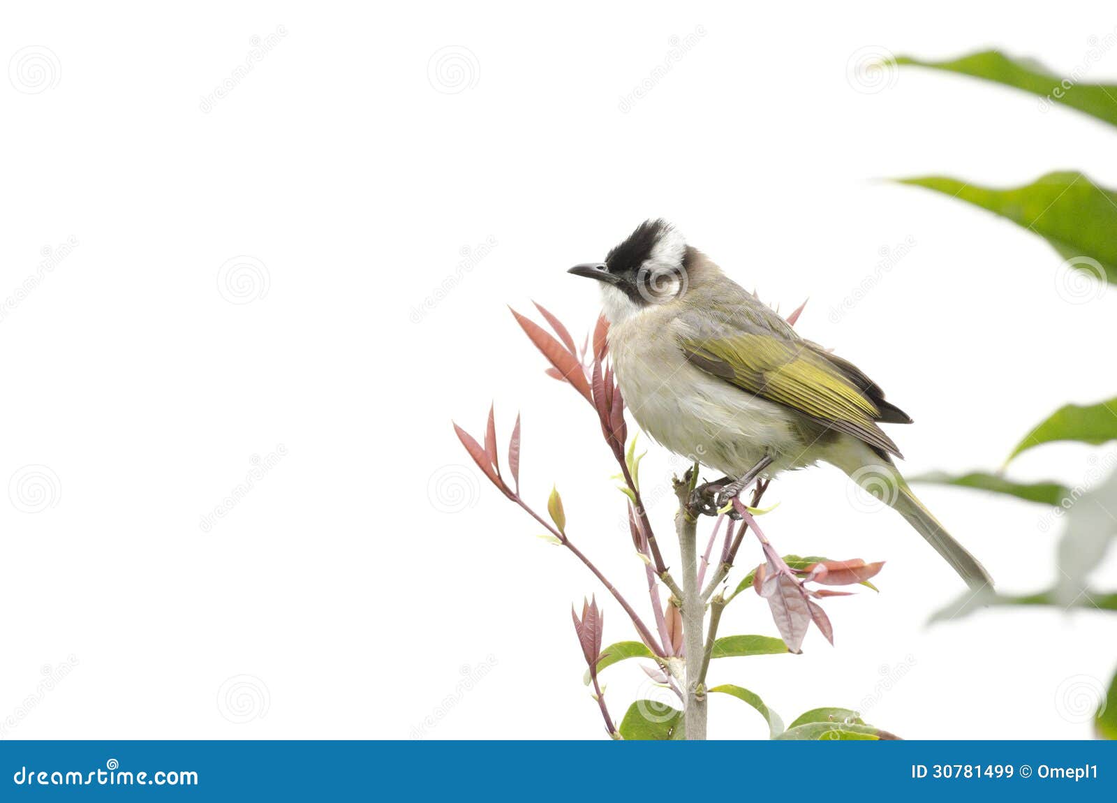 Bulbul Luz-exalado imagem de stock. Imagem de exalado - 30781499