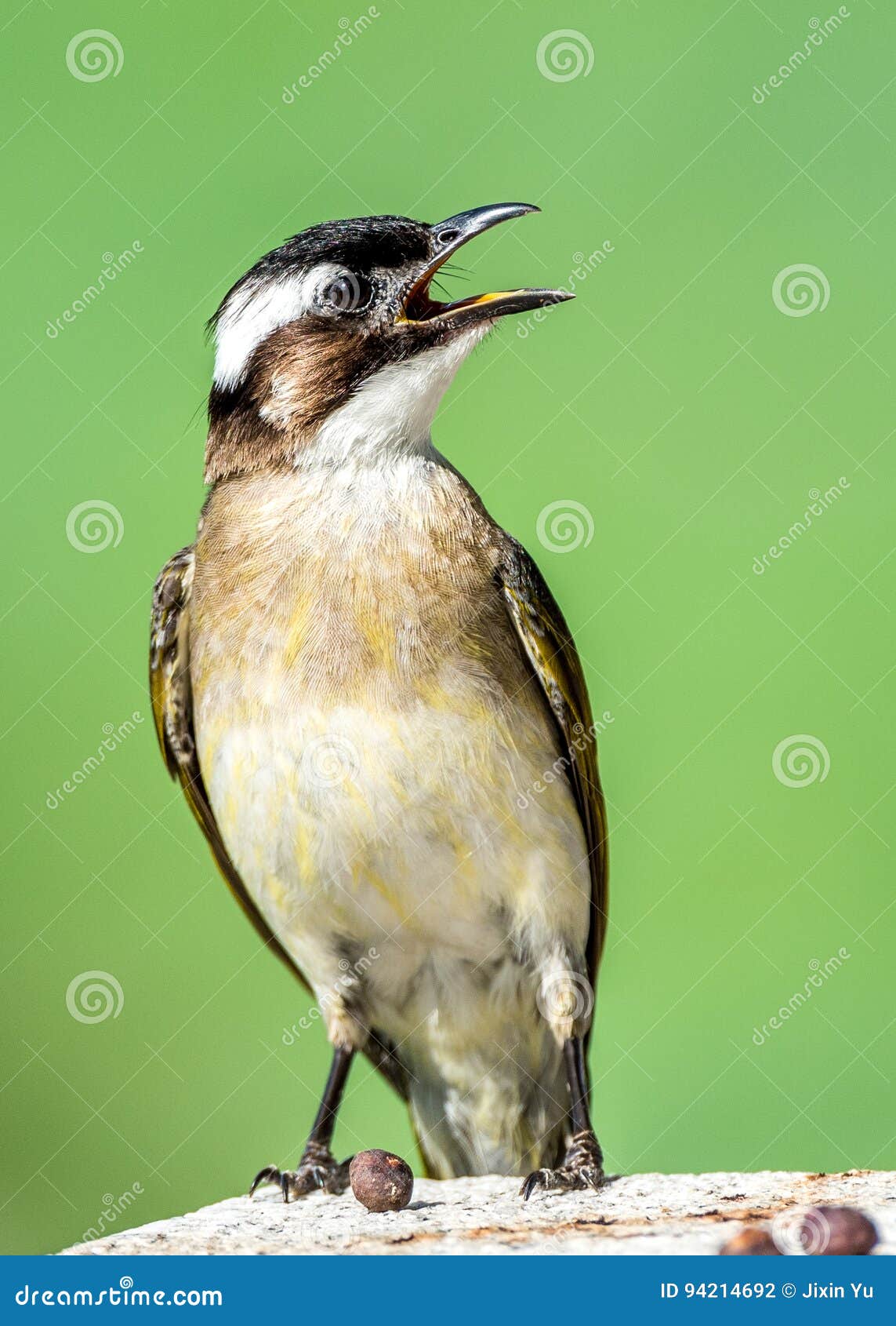 Bulbul Luz-exalado foto de stock. Imagem de branco, animal - 94214692