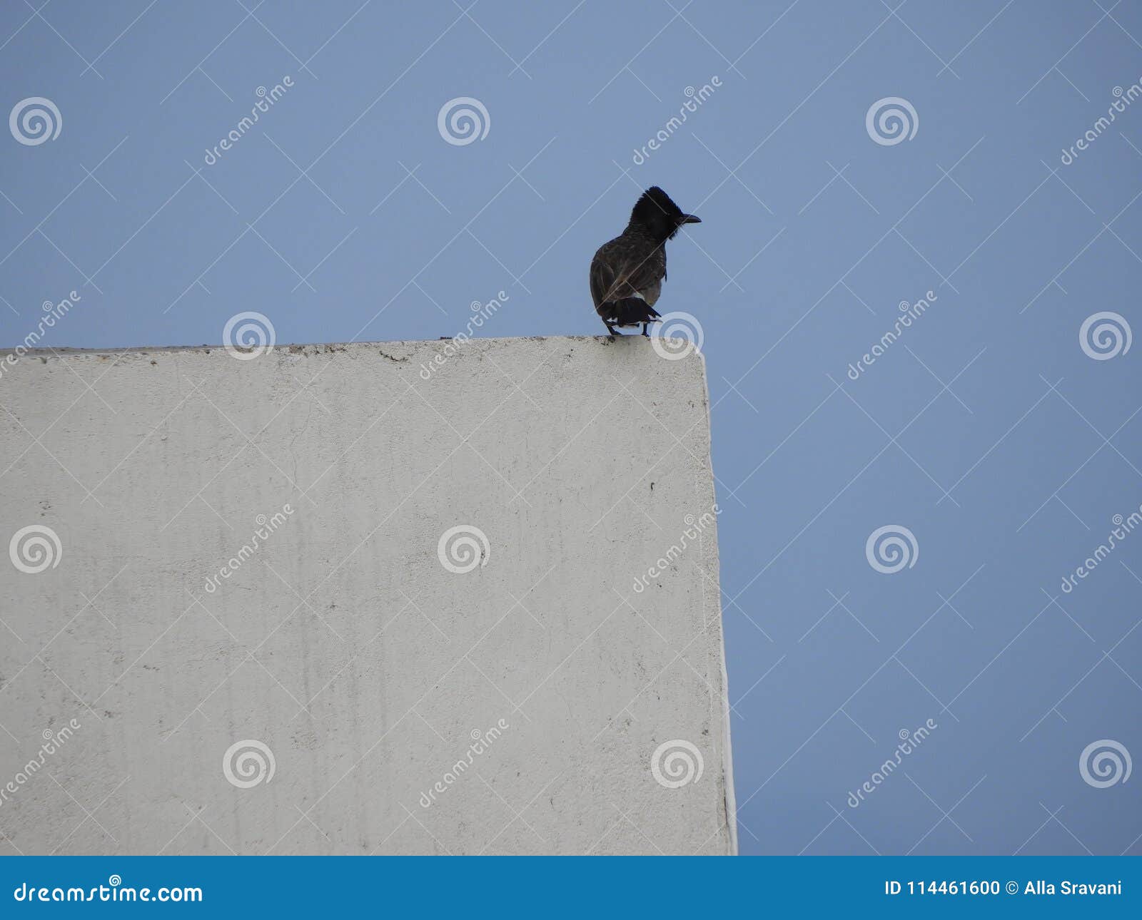 Bulbul Vermelho-exalado foto de stock. Imagem de ornitologia - 114461600