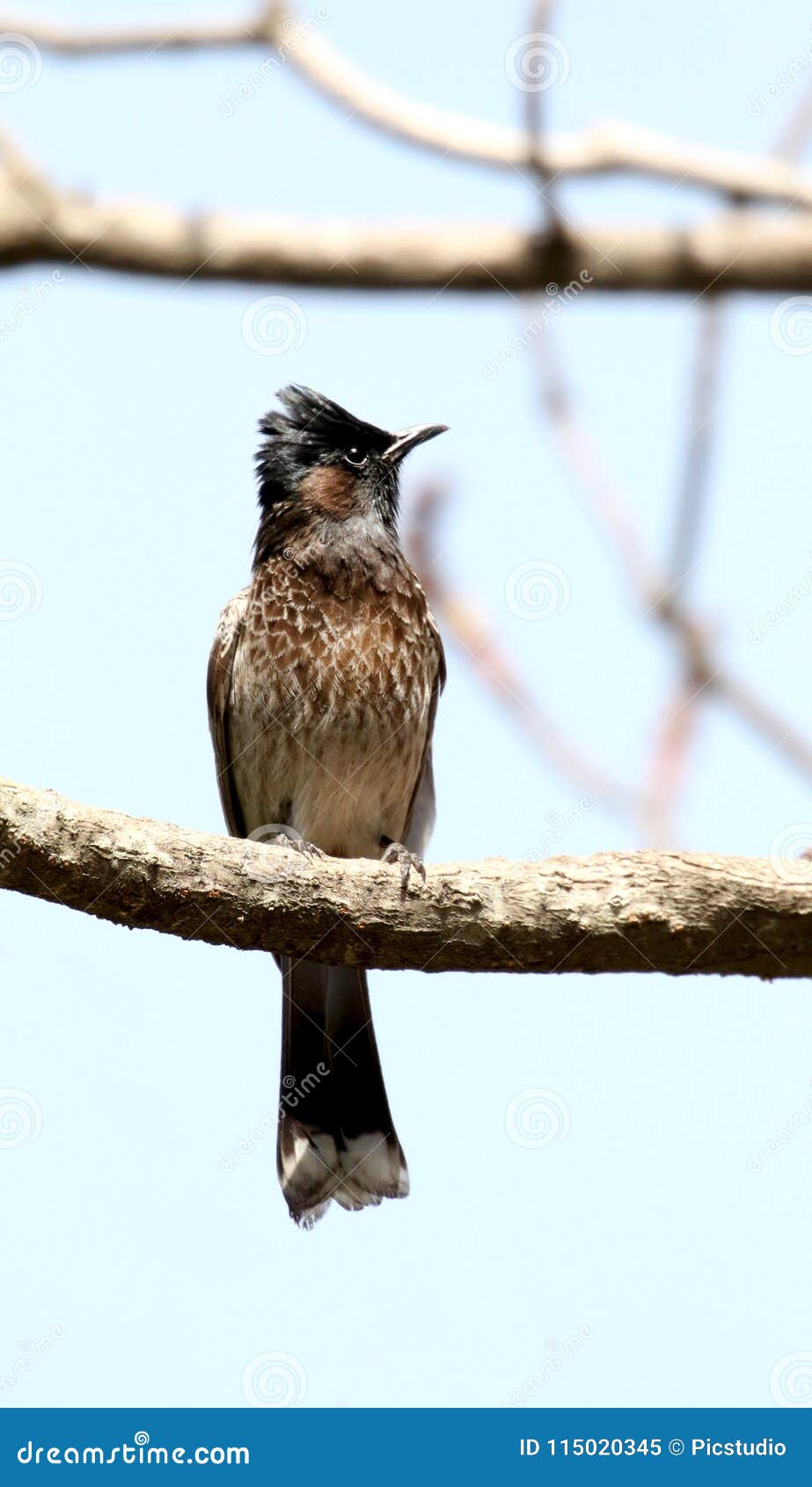 Bulbul Vermelho-exalado imagem de stock. Imagem de branco - 115020345