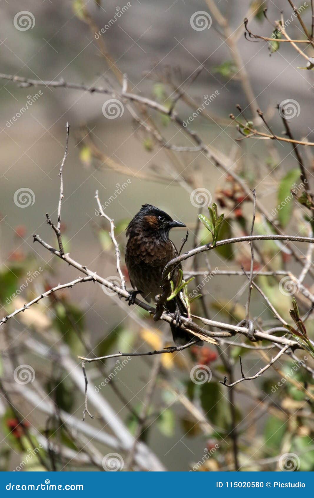 Bulbul Vermelho-exalado foto de stock. Imagem de bico - 115020580