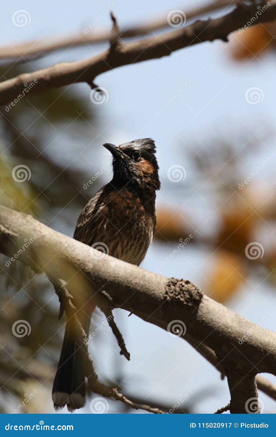 Bulbul Vermelho-exalado imagem de stock. Imagem de creme - 115020917