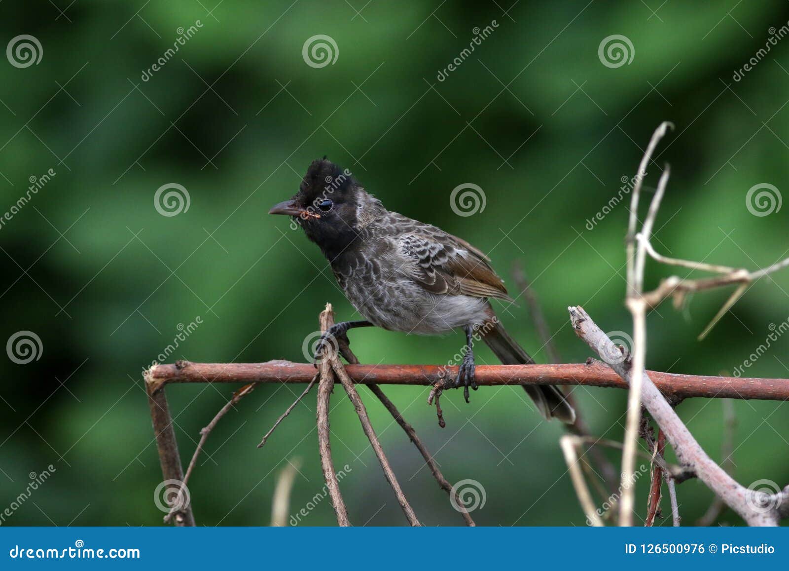 Bulbul Vermelho-exalado foto de stock. Imagem de vermelho - 126500976