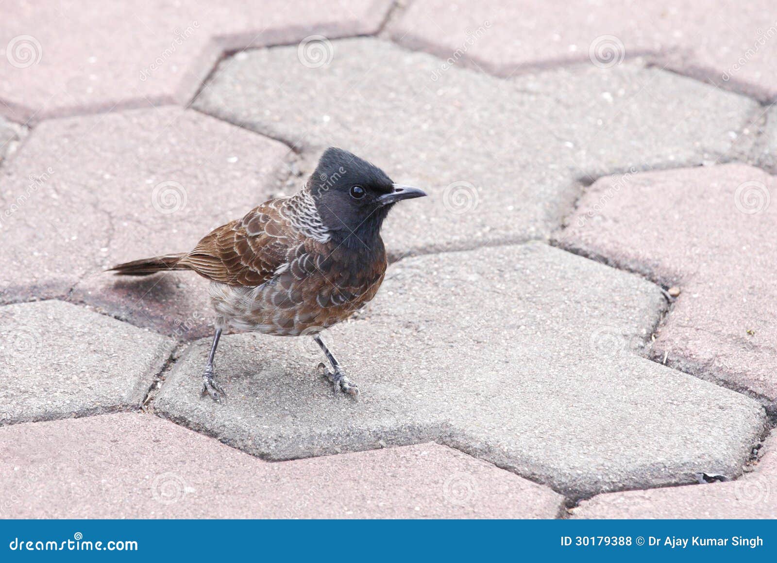 Closeup of a Beautiful Bulbul Stock Photo - Image of warmblooded, wing ...