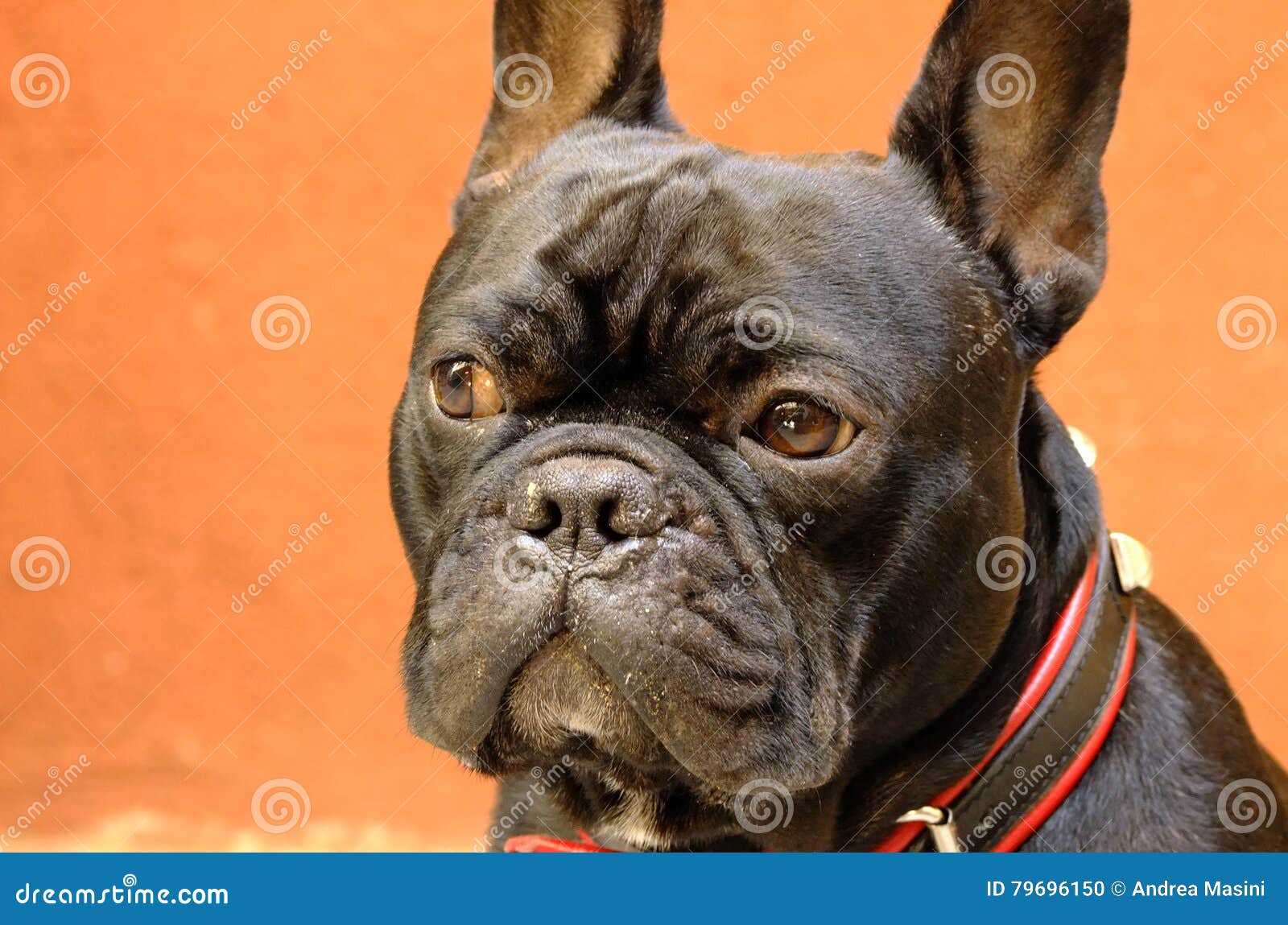 Buldog stock photo. Image of mouth, curious, puppy, purebred - 79696150