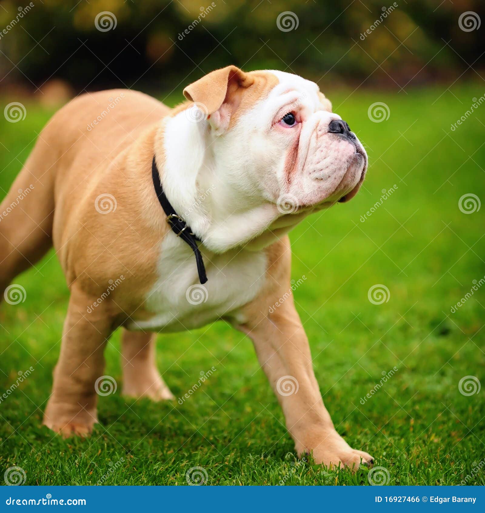 Buldog standing stock photo. Image of bulldog, domestic - 16927466