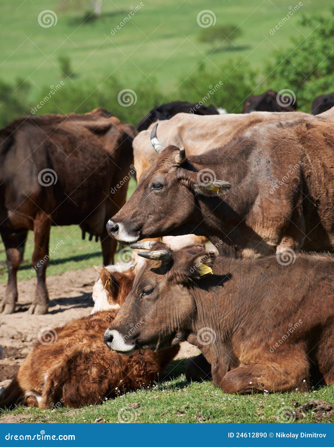 Bulgarian brown cows stock photo. Image of field, animals - 24612890
