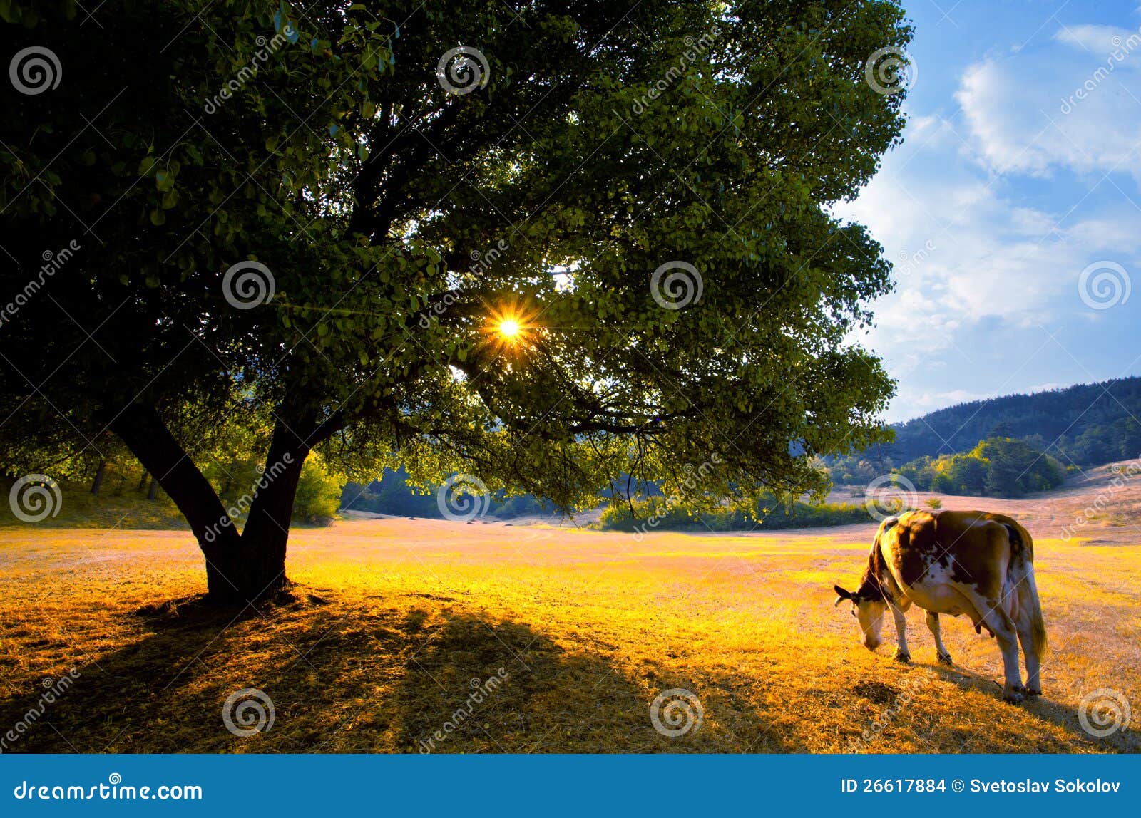 Bulgarian cow landscape stock photo. Image of bulgaria - 26617884