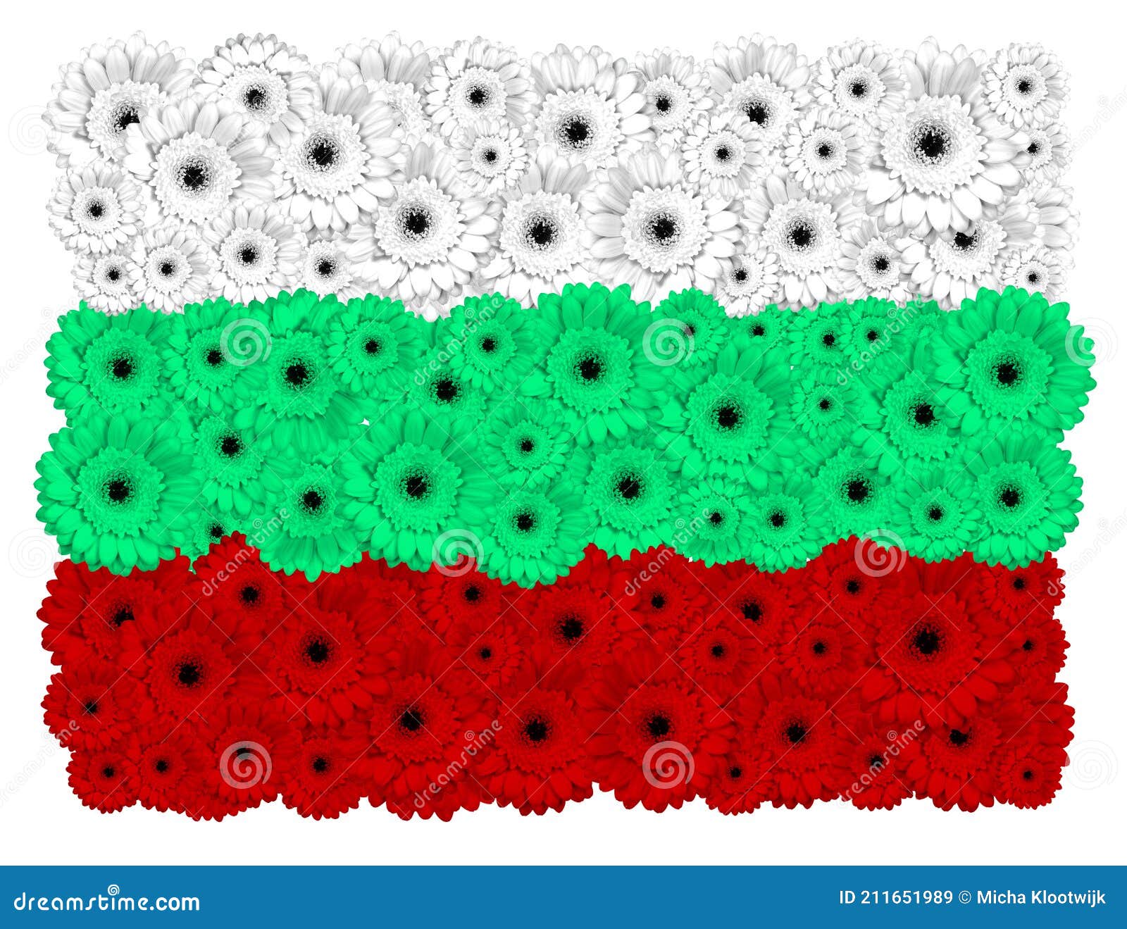 Bulgarian Flag Made of Gerbera Flowers Stock Image - Image of blooming ...