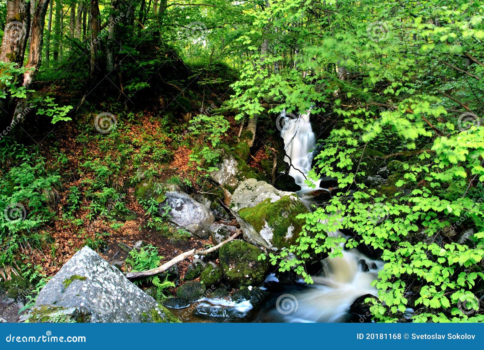 Bulgarian forest stock photo. Image of green, leaf, landscape - 20181168