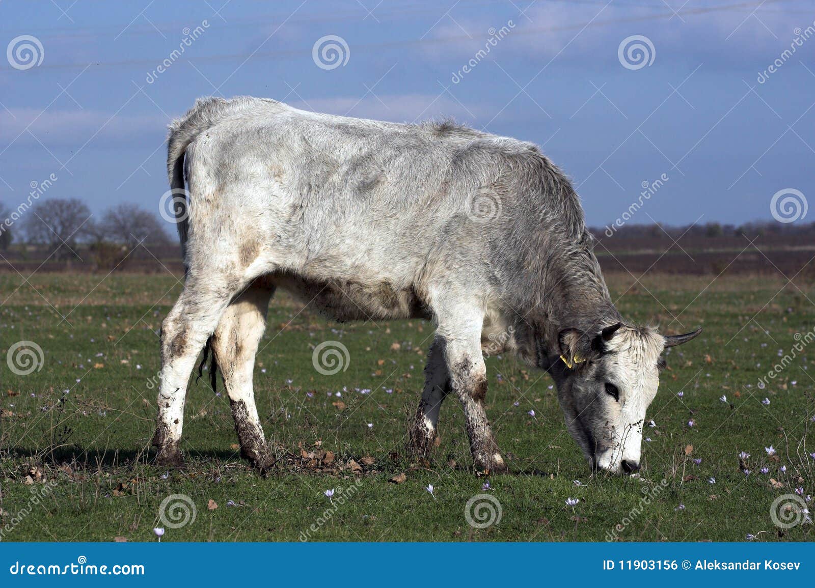 Bulgarian gray cattle stock photo. Image of domestic - 11903156