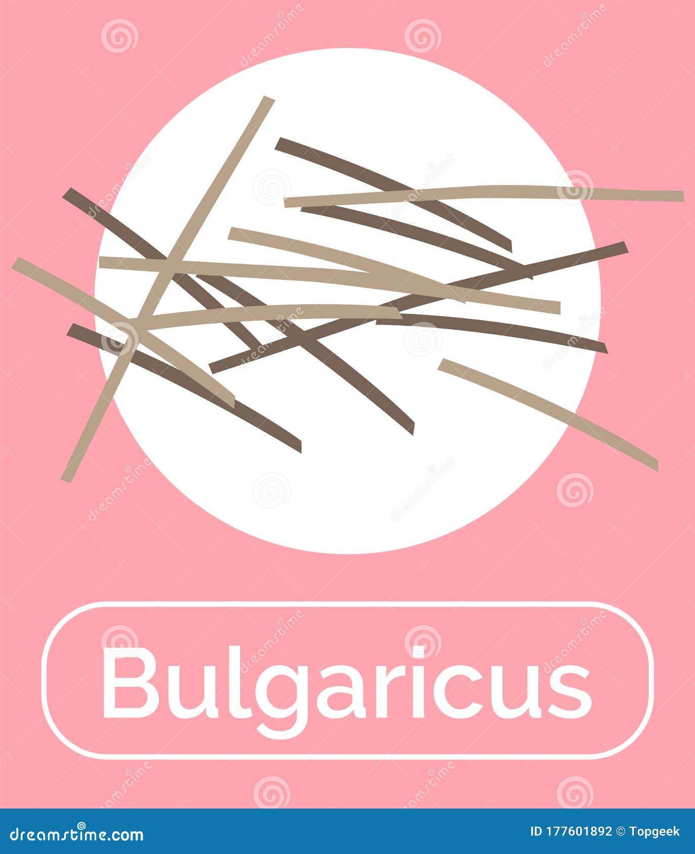 Bulgaricus Probiotics For Human Digestive System Vector Illustration ...