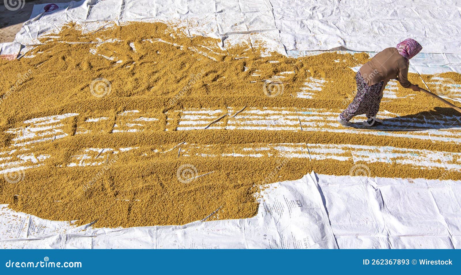 Boiled Wheat Which is Used in Bulgur Production Spreaded on the Floor ...