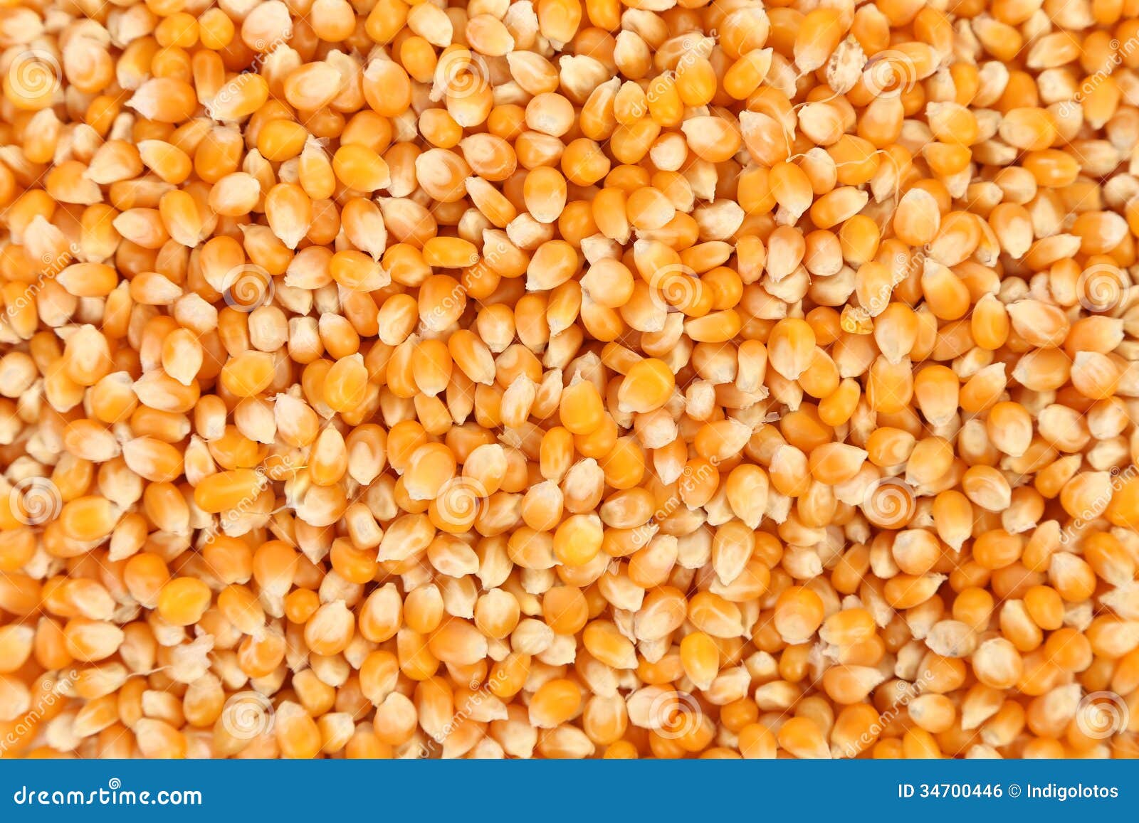 Bulk of Corn Grains. Close Up Stock Photo - Image of agriculture, seeds ...