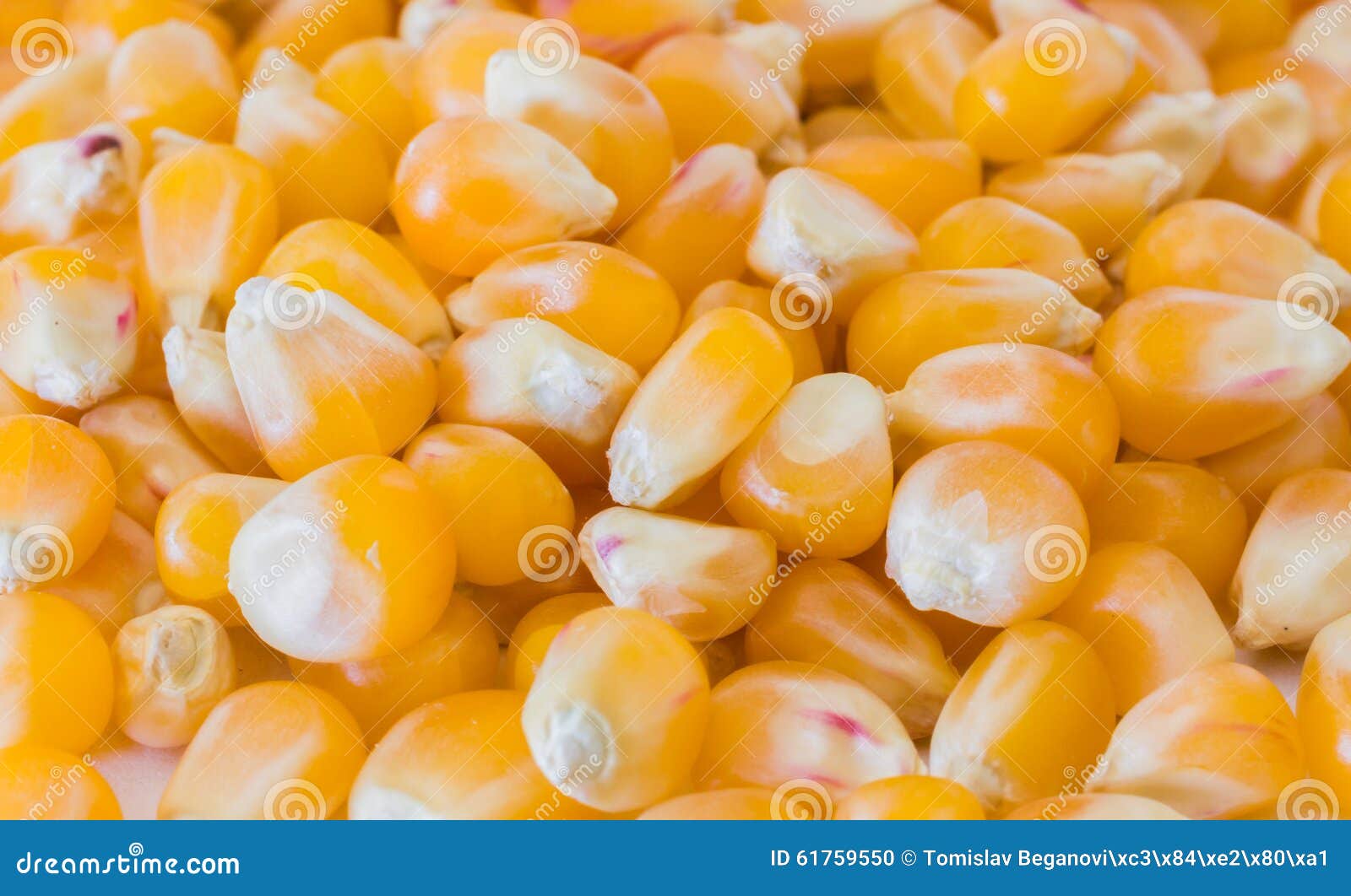 Bulk of corn grains stock photo. Image of healthy, textured - 61759550