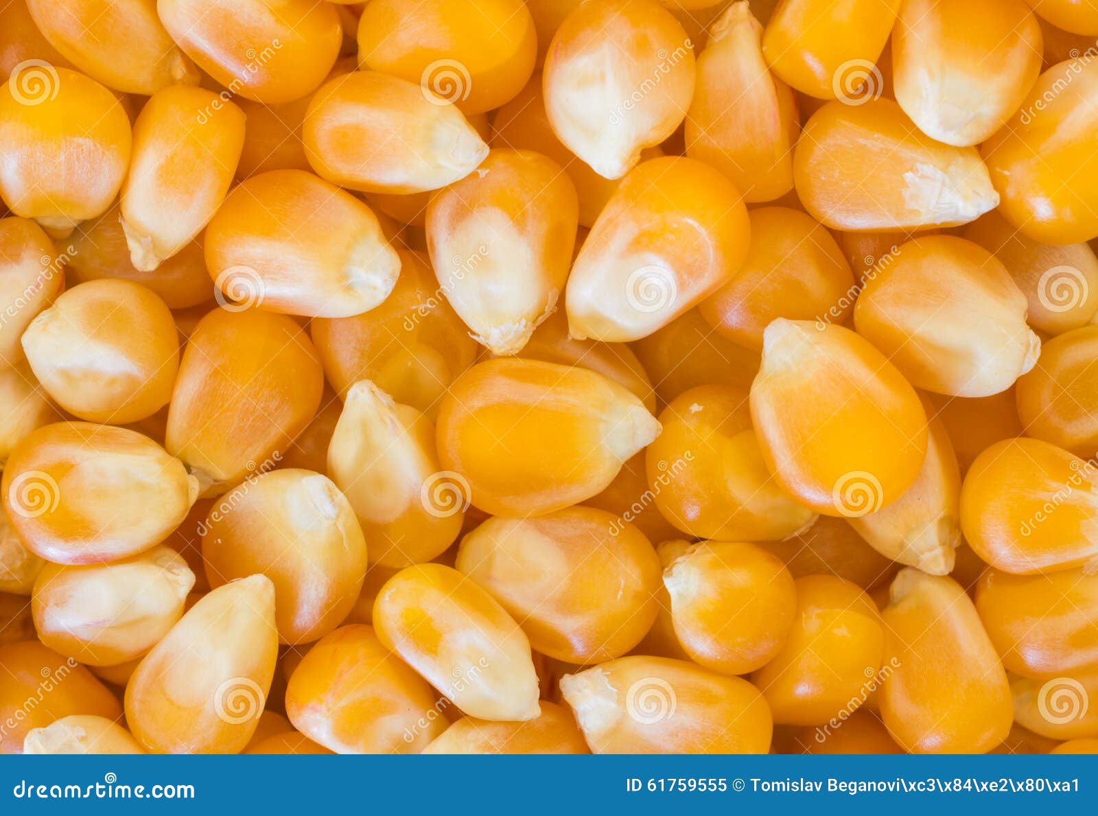 Bulk of corn grains stock image. Image of harvest, cereal - 61759555