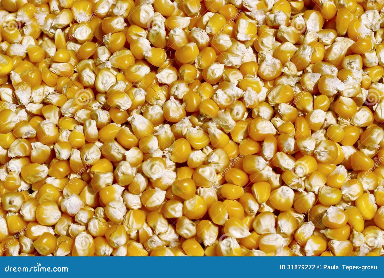 Bulk of eco corn grains stock photo. Image of bulk, field - 31879272