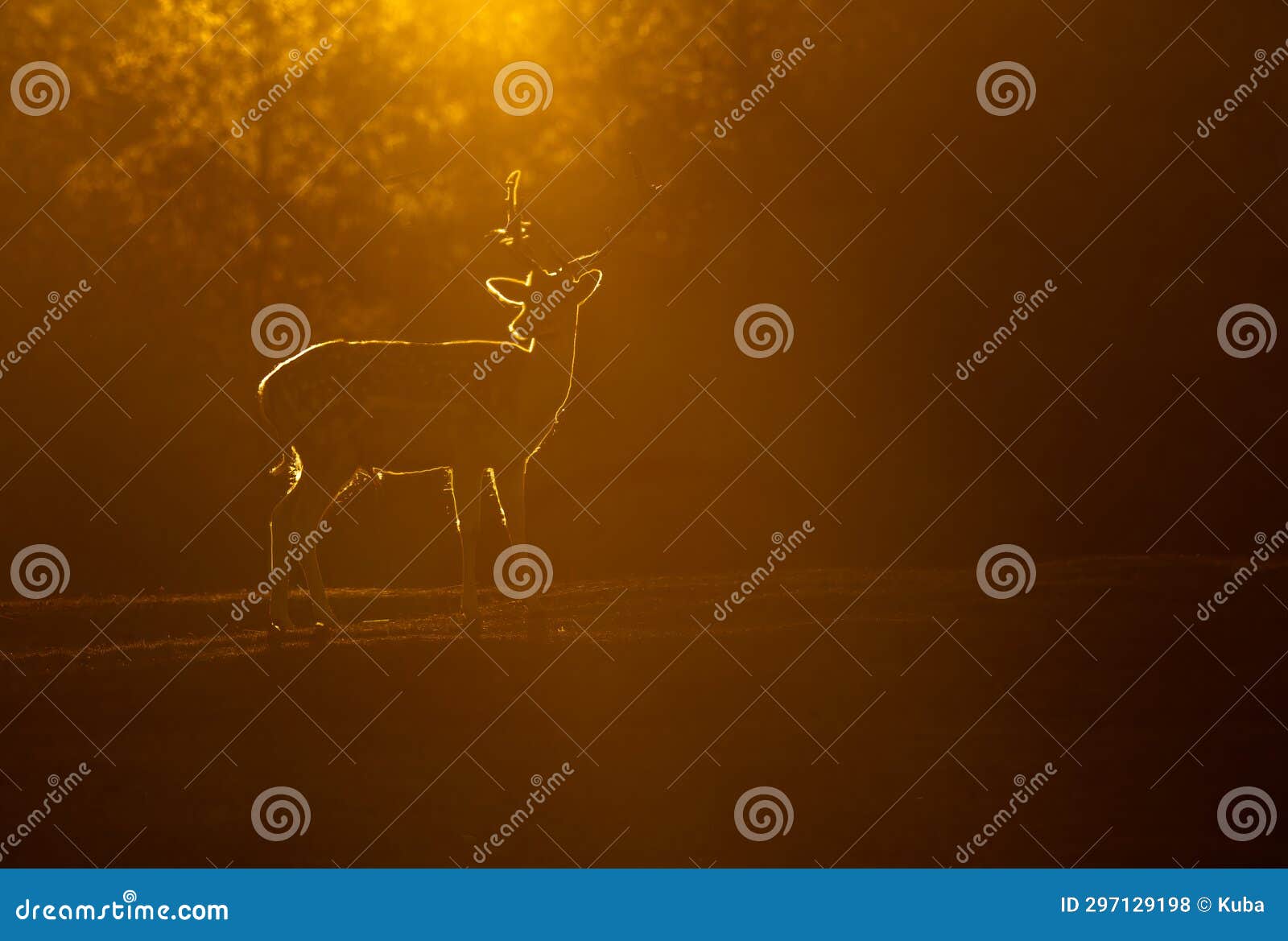 Fallow Deer Bull Dama Dama ) Stock Photo - Image of sunlight, animals ...
