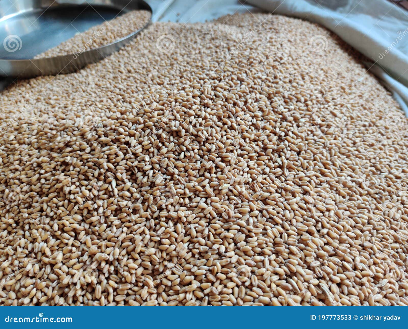 Bulk of wheat stock image. Image of dish, fruit, dessert - 197773533