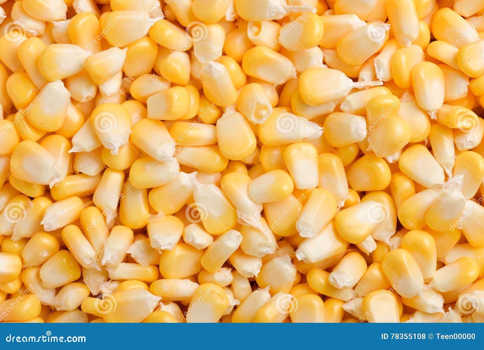 Bulk of yellow corn grains stock photo. Image of health - 78355108