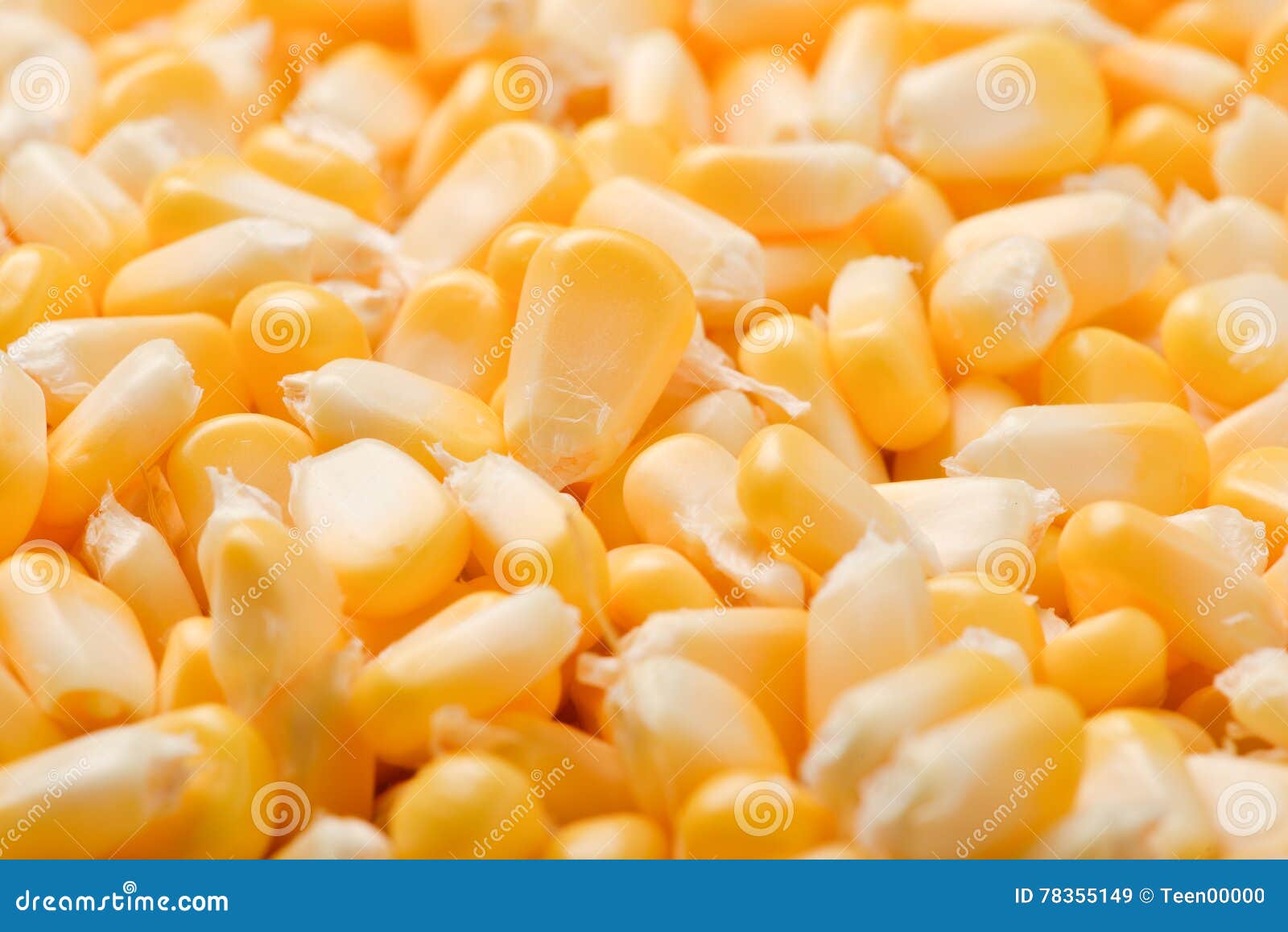 Bulk of yellow corn grains stock image. Image of cultivation - 78355149