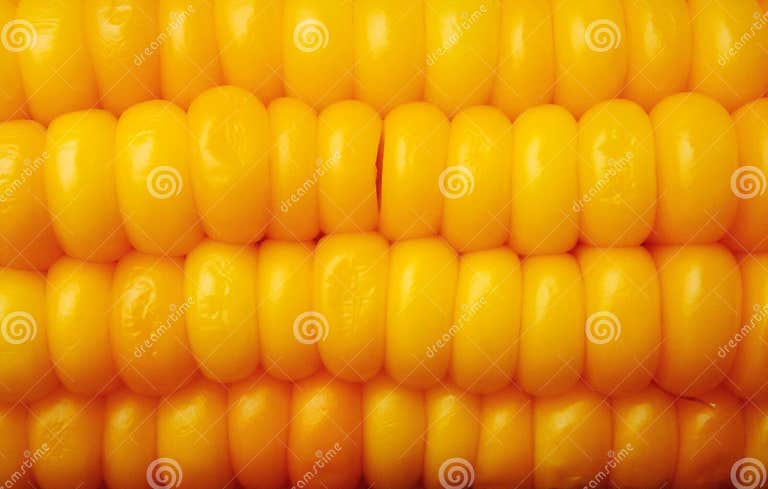 Corn on the cob close up stock image. Image of background - 60333915