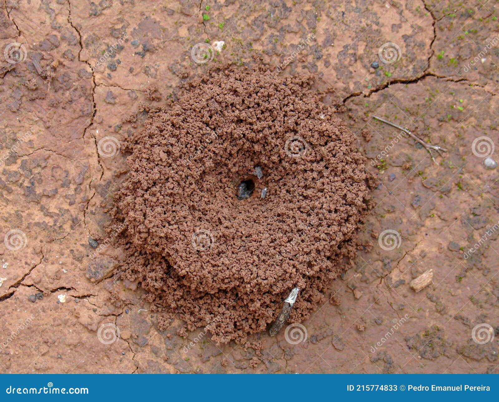 Bulky Anthill Stock Photos - Free & Royalty-Free Stock Photos from ...