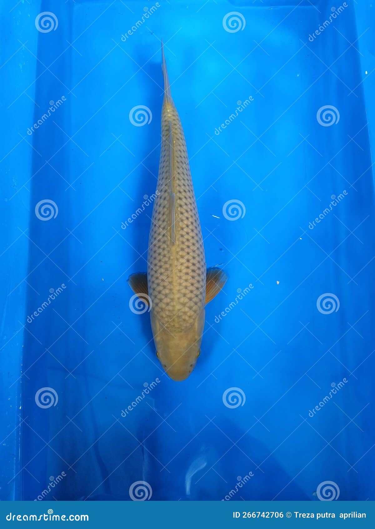 Bulky body midori koi fish stock photo. Image of seafood - 266742706