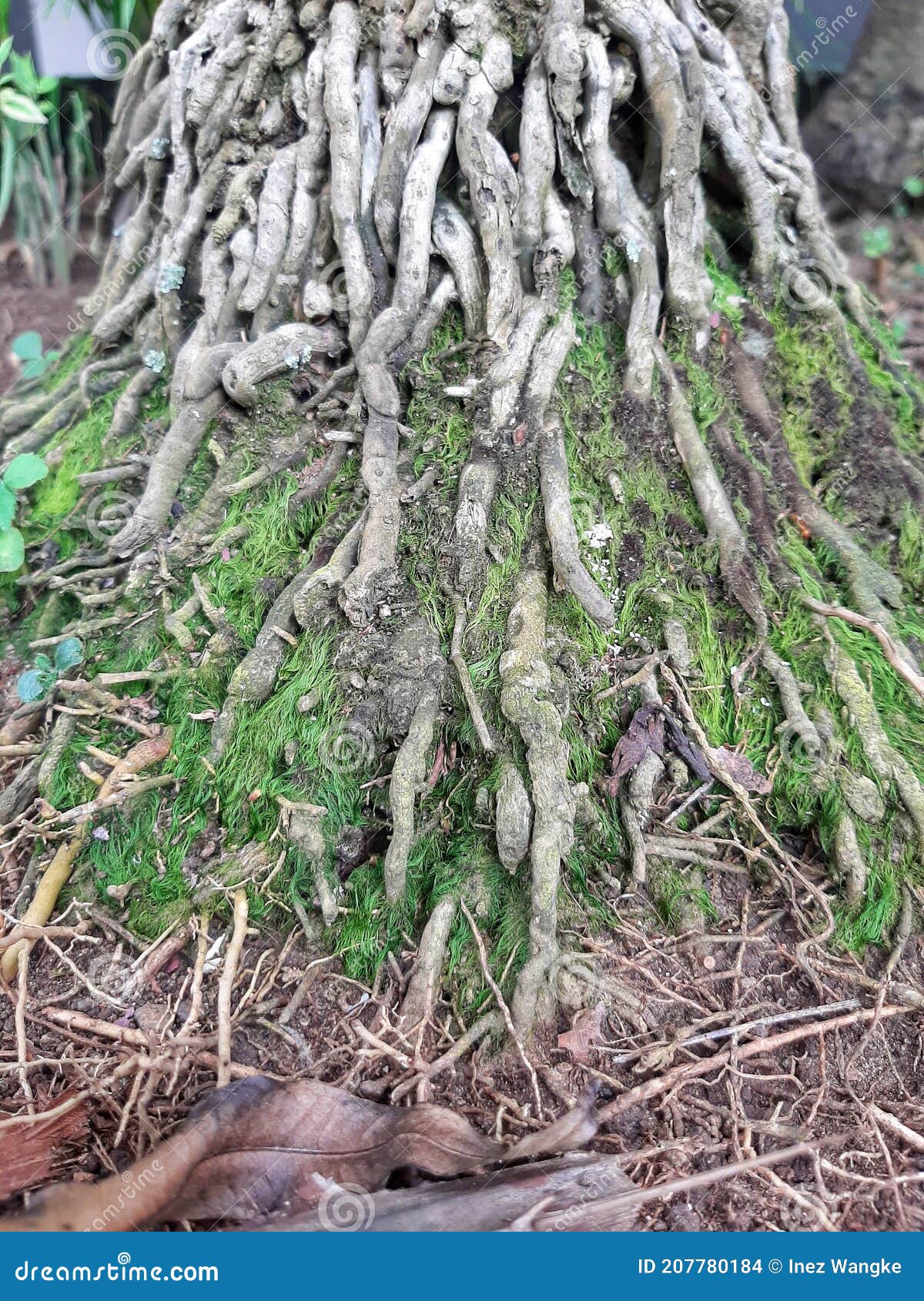 Bulky Roots of Old Big Oak Tree in Rain Forest Stock Photo - Image of ...