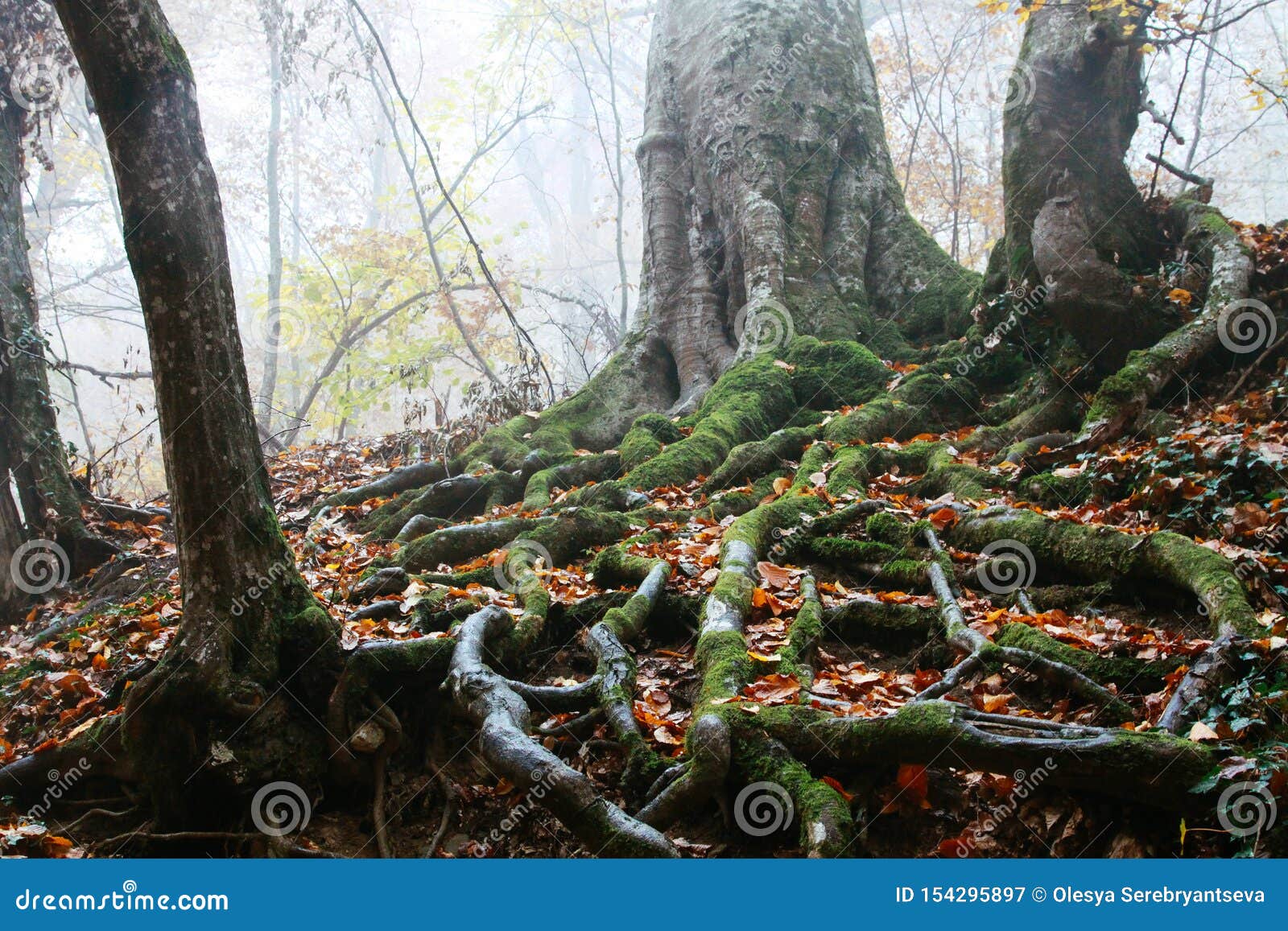 Bulky Roots Of Old Big Oak Tree In Rain Forest Royalty-Free Stock Image ...