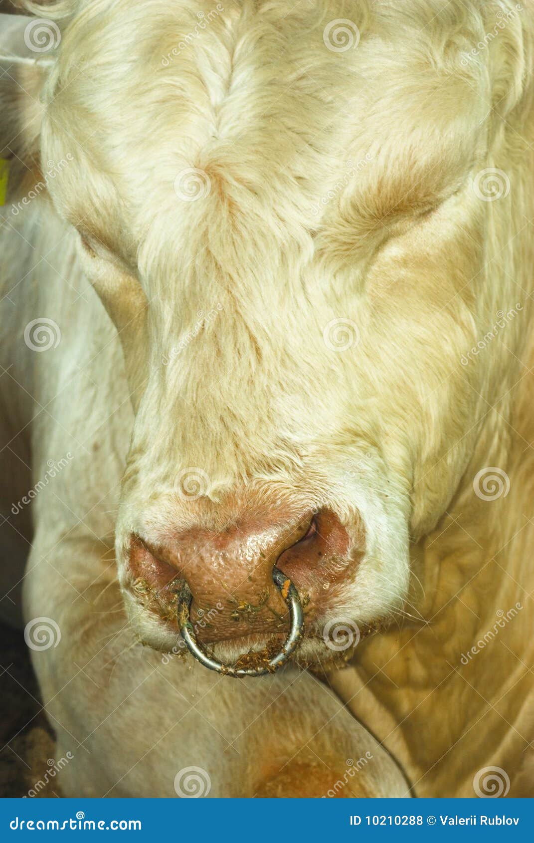 Bull stock photo. Image of funny, comical, horn, curious - 10210288