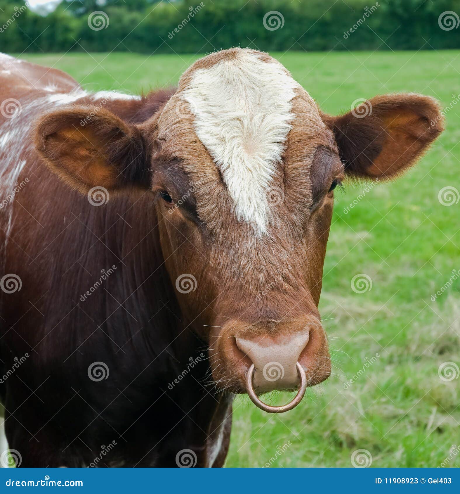 Bull stock image. Image of farming, grass, grazing, animal - 11908923