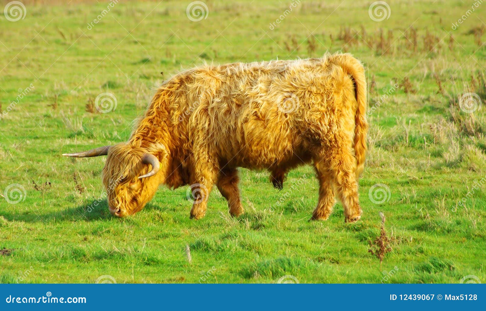 Bull stock image. Image of rural, long, farm, meadow - 12439067
