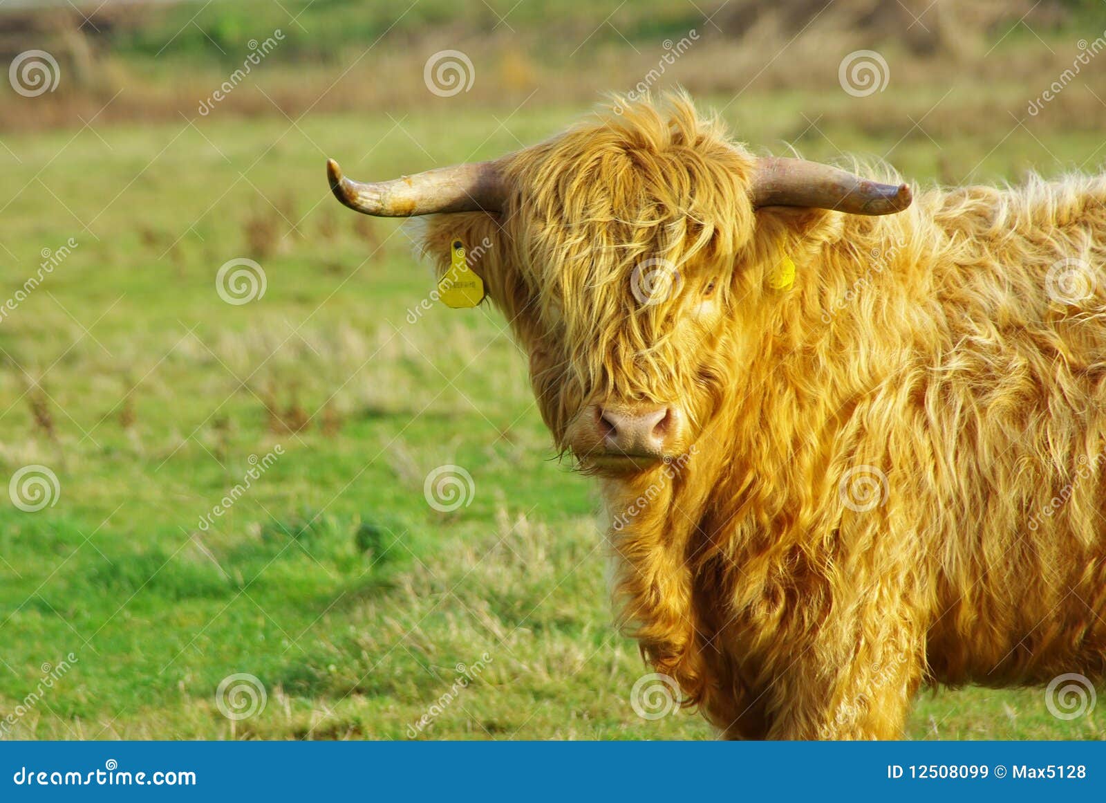 Bull stock image. Image of wool, neat, beef, house, steer - 12508099