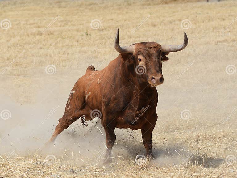 Bull stock photo. Image of lidia, bull, danger, torolidia - 129762232