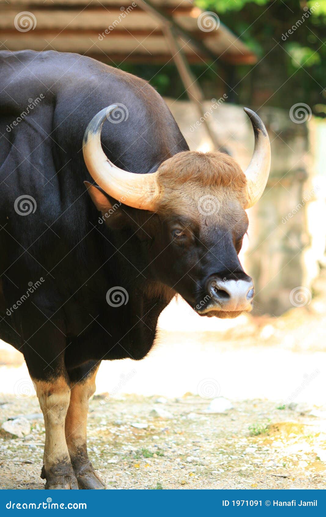 Bull stock image. Image of savana, wildlife, tropical - 1971091