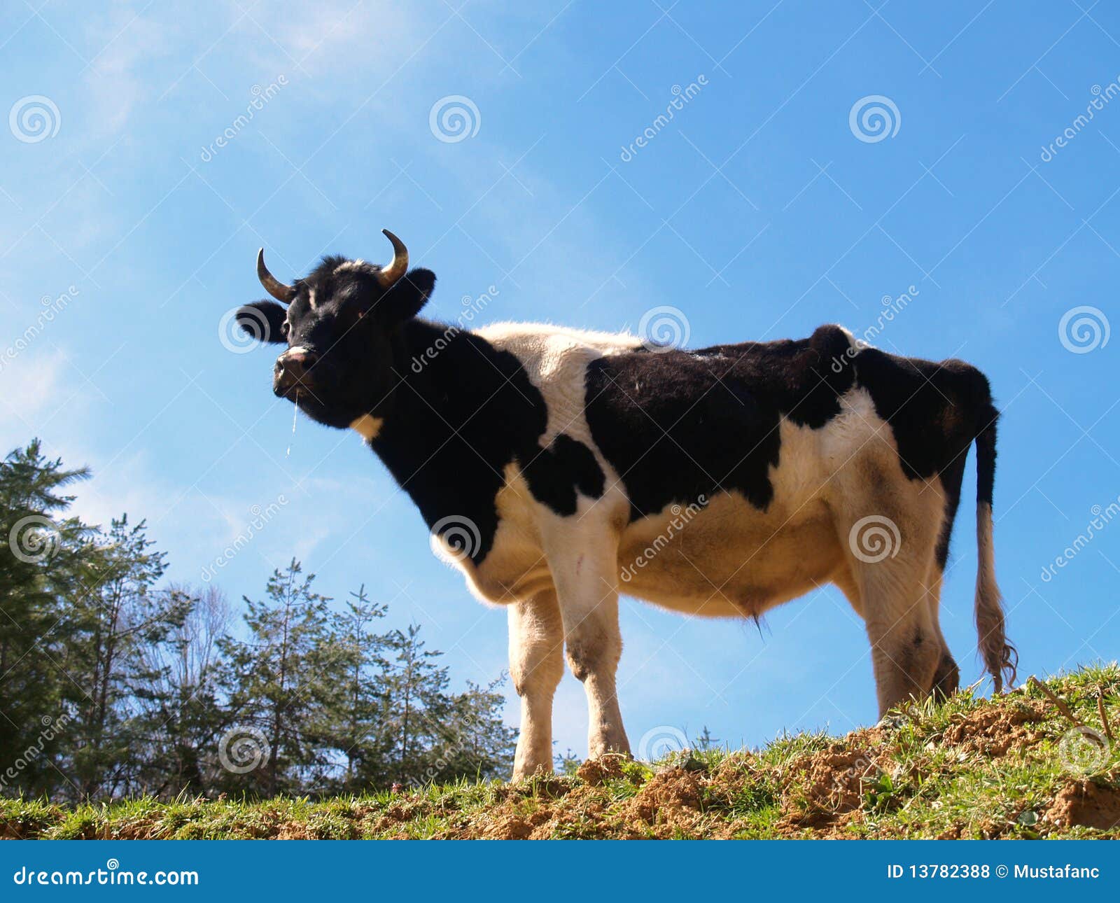 Bull 2 stock photo. Image of barnyard, bullock, farm - 13782388