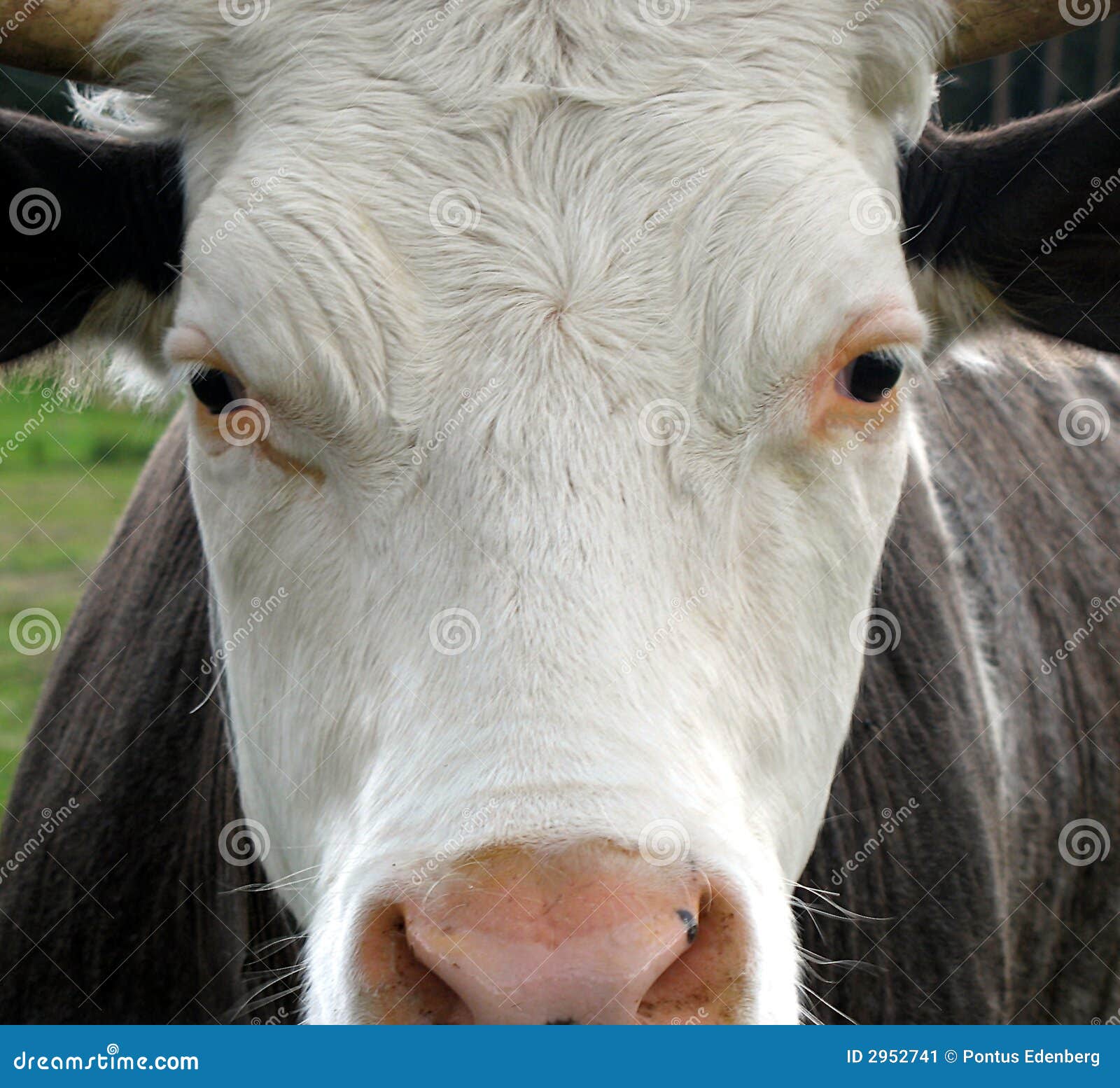 Bull 2 stock image. Image of horned, watching, nose, farm - 2952741