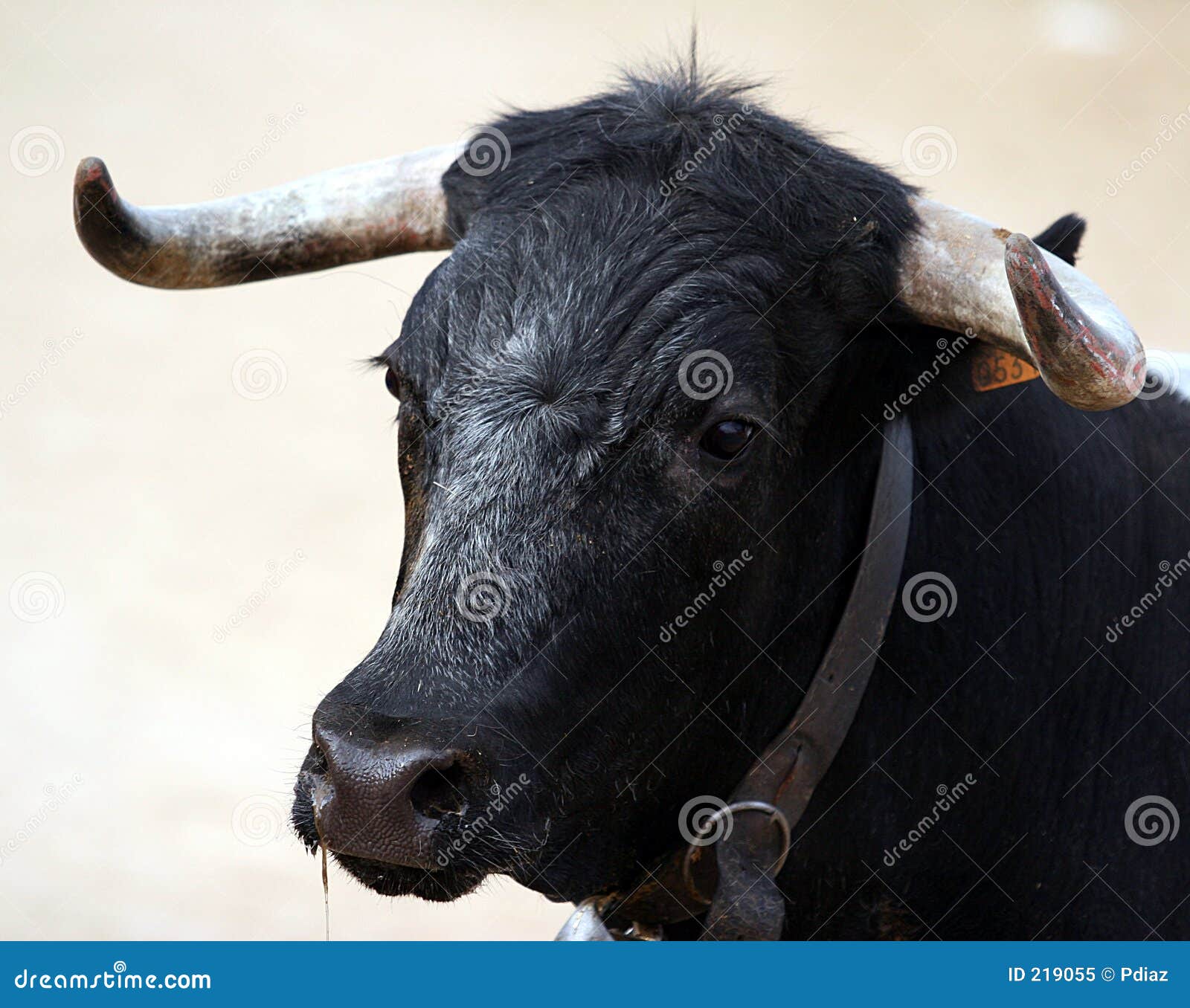 Bull stock image. Image of mammal, bull, black, farm, face - 219055