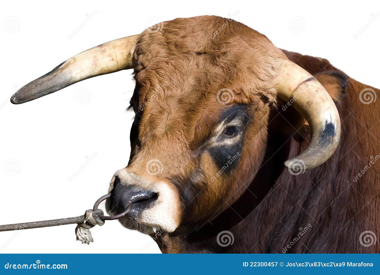 Bull stock image. Image of strong, power, cattle, rural - 22300457