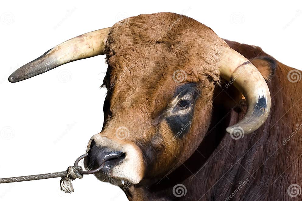Bull stock image. Image of strong, power, cattle, rural - 22300457