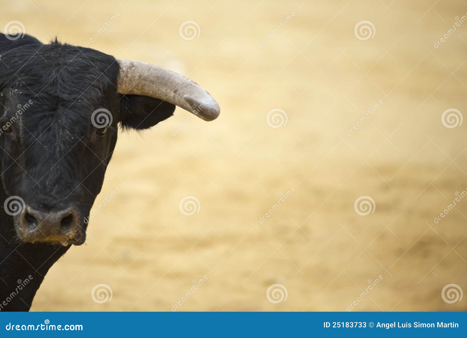 Bull stock image. Image of black, bullfighting, space - 25183733
