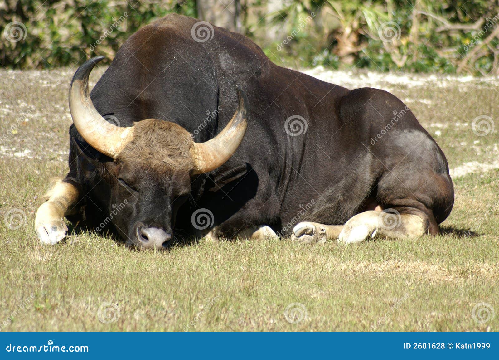Bull foto de stock. Imagem de animais, estreitado, capuz - 2601628
