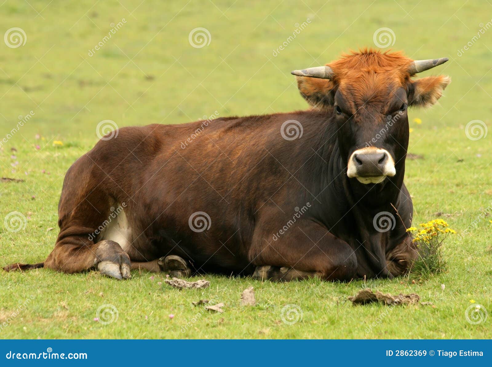 Bull stock image. Image of landscape, feed, animal, bovine - 2862369